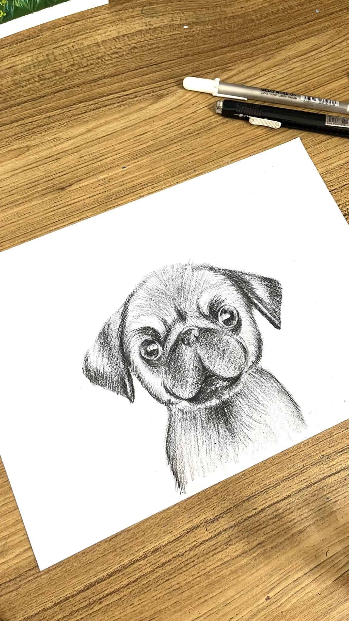 A Pug Sketch Drawing