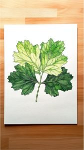26 Colored Pencil Leaves Paintings Easy Ideas for Beginners to Try